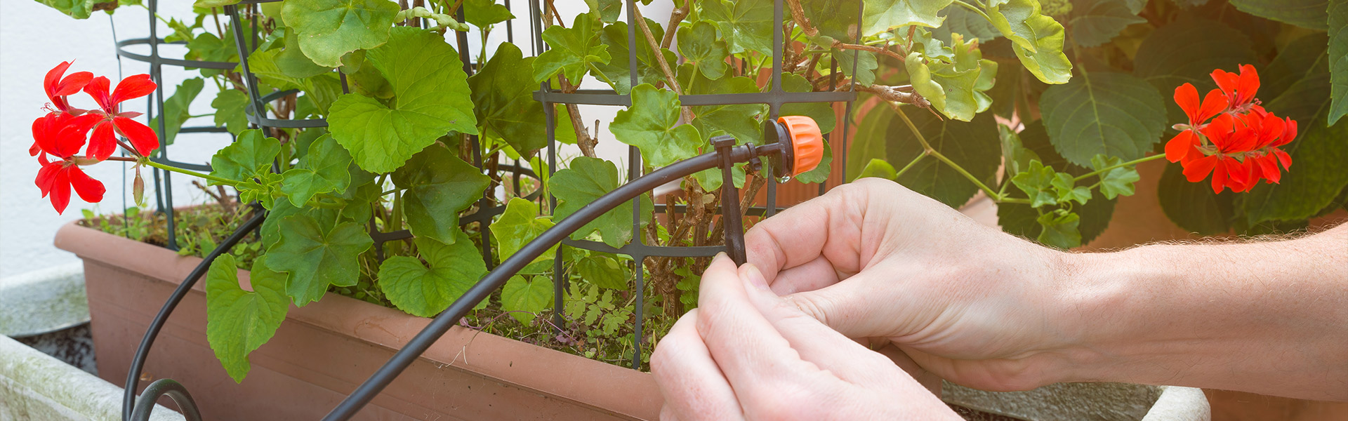 Sprinkler System Microjets - Octo Outdoors Irrigation Services - Myrtle ...